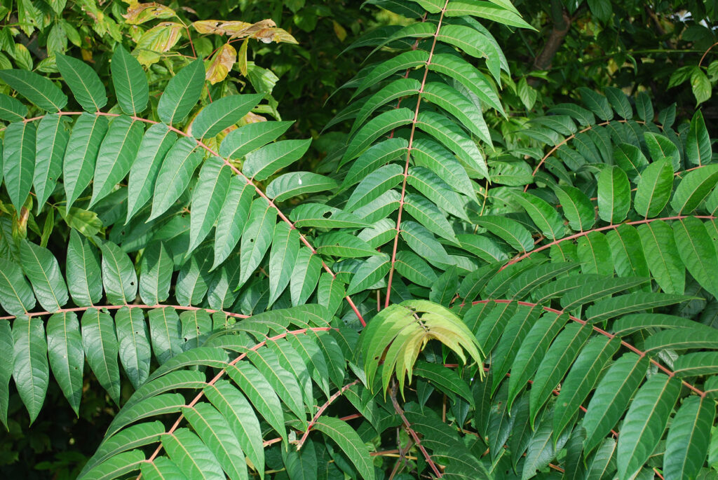 Worst U.S. Invasive Species: Invasive Plants List - Countryside